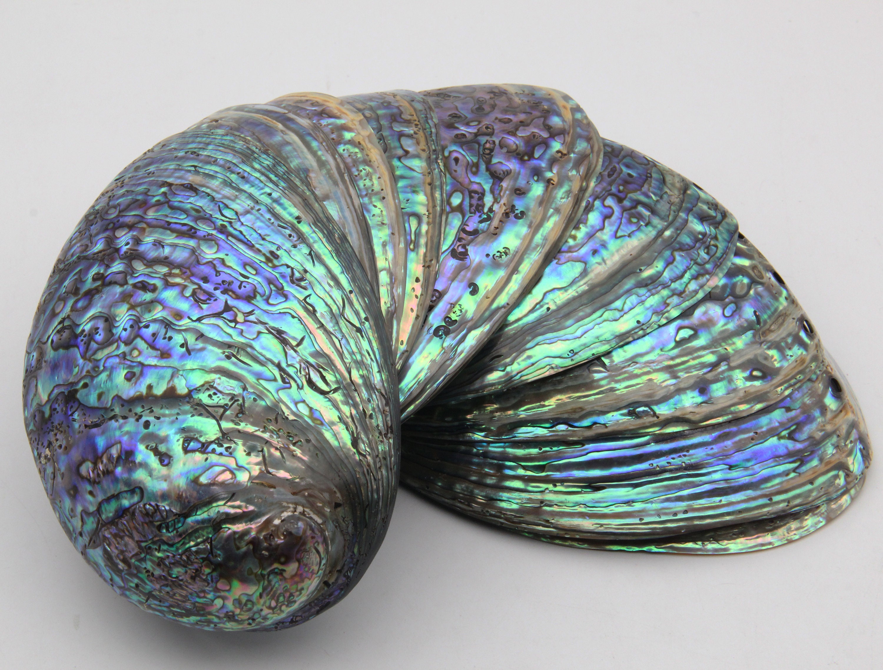 New!5~6 Inch Large Natural Abalone Shell Decor,shell House Decor,art ...