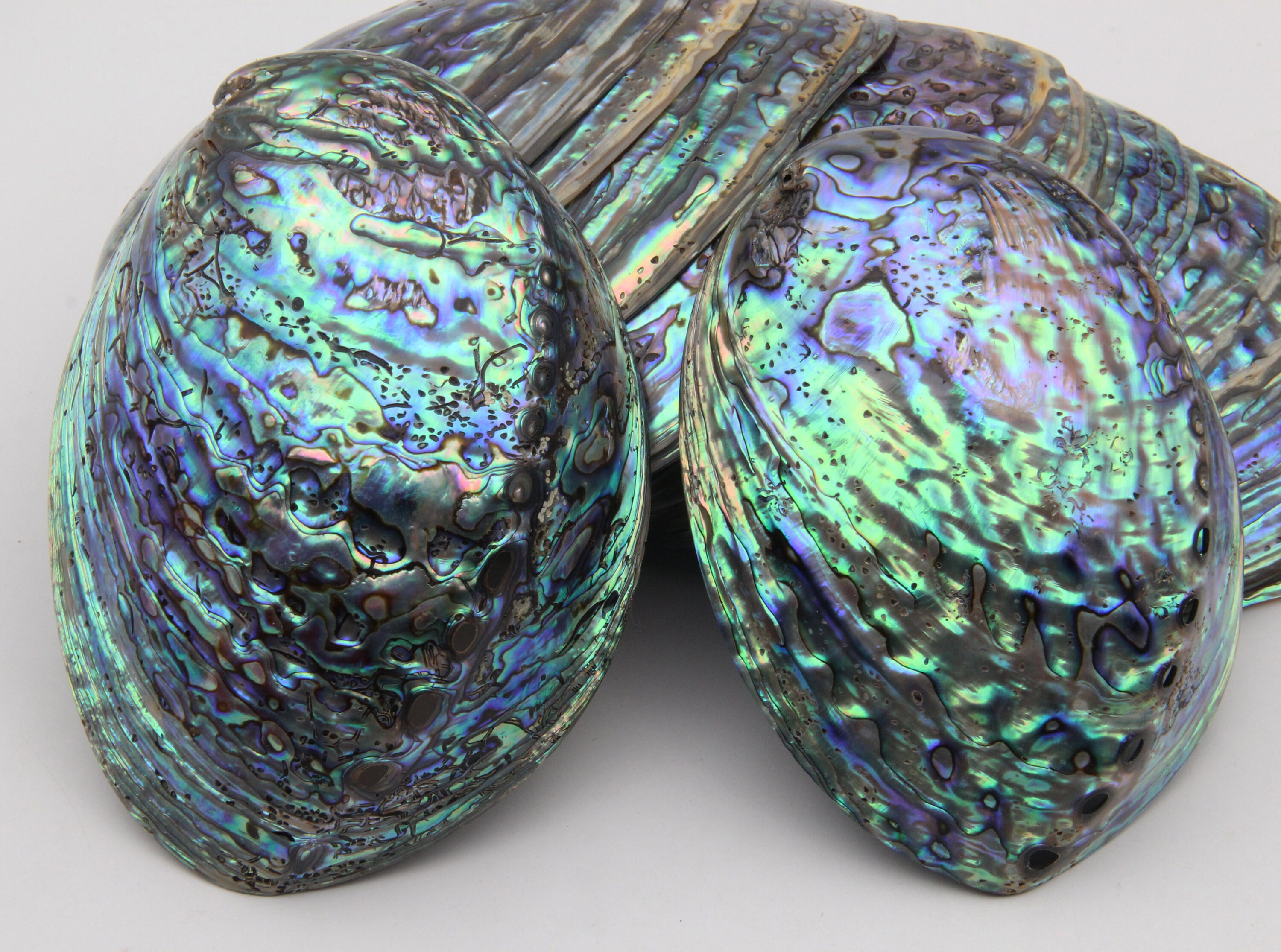 New!5~6 Inch Large Natural Abalone Shell Decor,shell House Decor,art ...