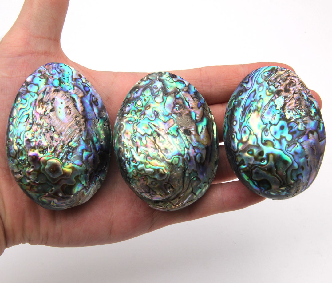 Natural Abalone Shell Pendantslarge Size Shell - Etsy