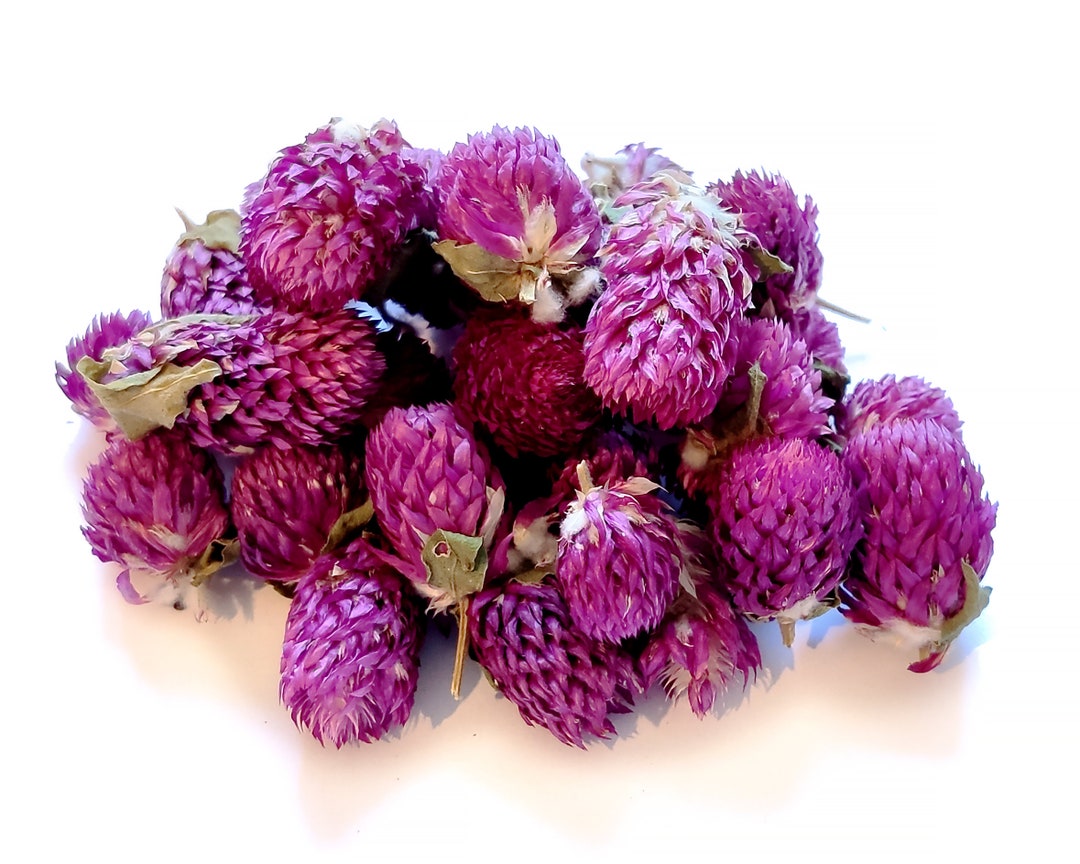Pink Gomphrena, Gomphrena Globosa, Dried Flowers, Globe Amaranth, Tea ...