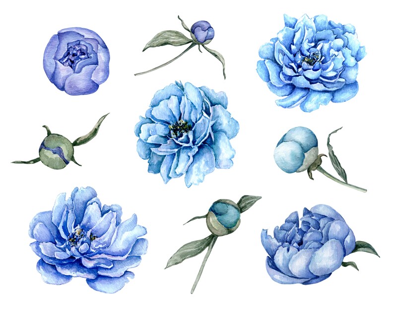 Watercolor Blue Peonies PNG Clipart. Hand Drawn Beautiful Blue - Etsy