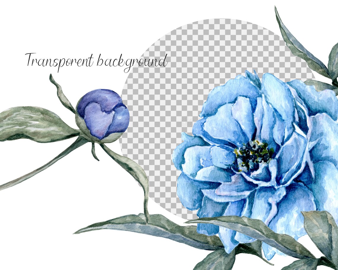 Watercolor Blue Peonies PNG Clipart. Hand Drawn Beautiful Blue - Etsy