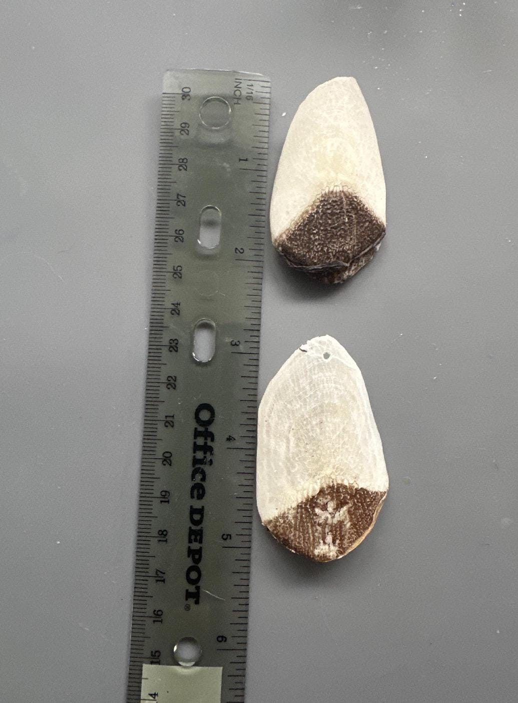 Arapaima Fish Scale: Natural Armor From the Amazon River, Natural Nail ...