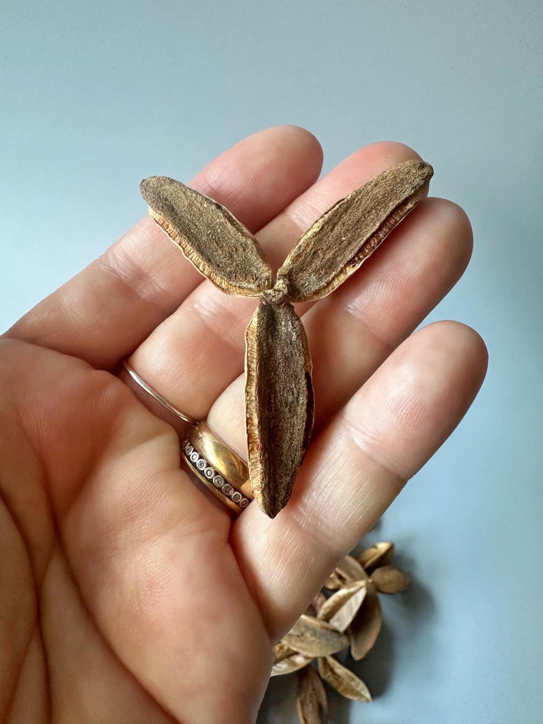 Pau Terra Estrela Pods: Dried Brazilian Seed Pods, Natural Botanical ...