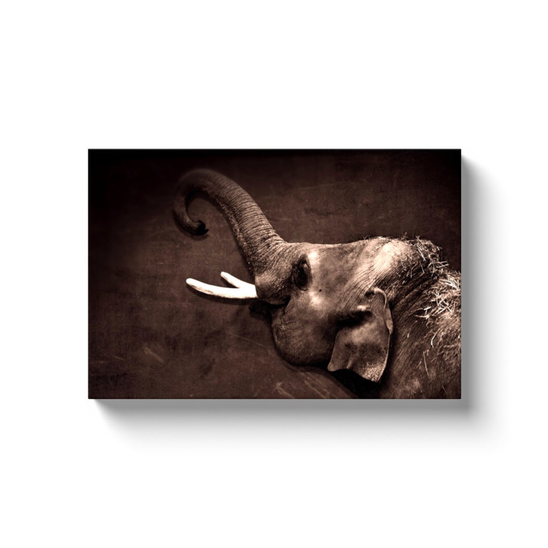 Elephant (solid Face Canvas and Solid Backing) - Etsy