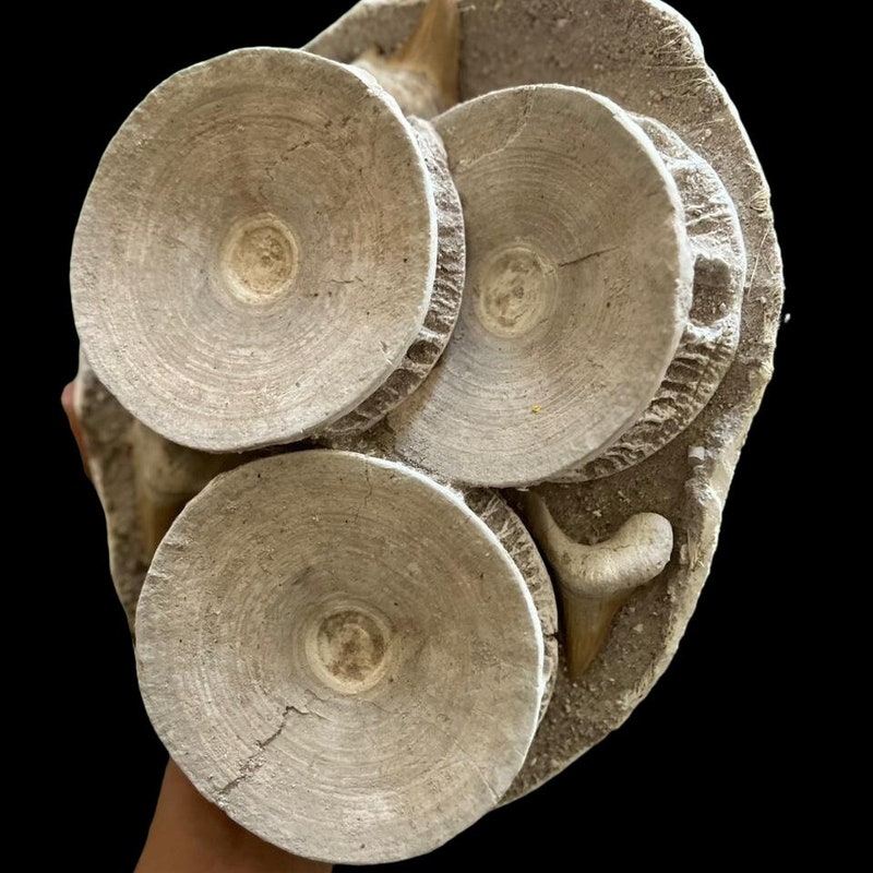 Shark Vertebrae - Etsy