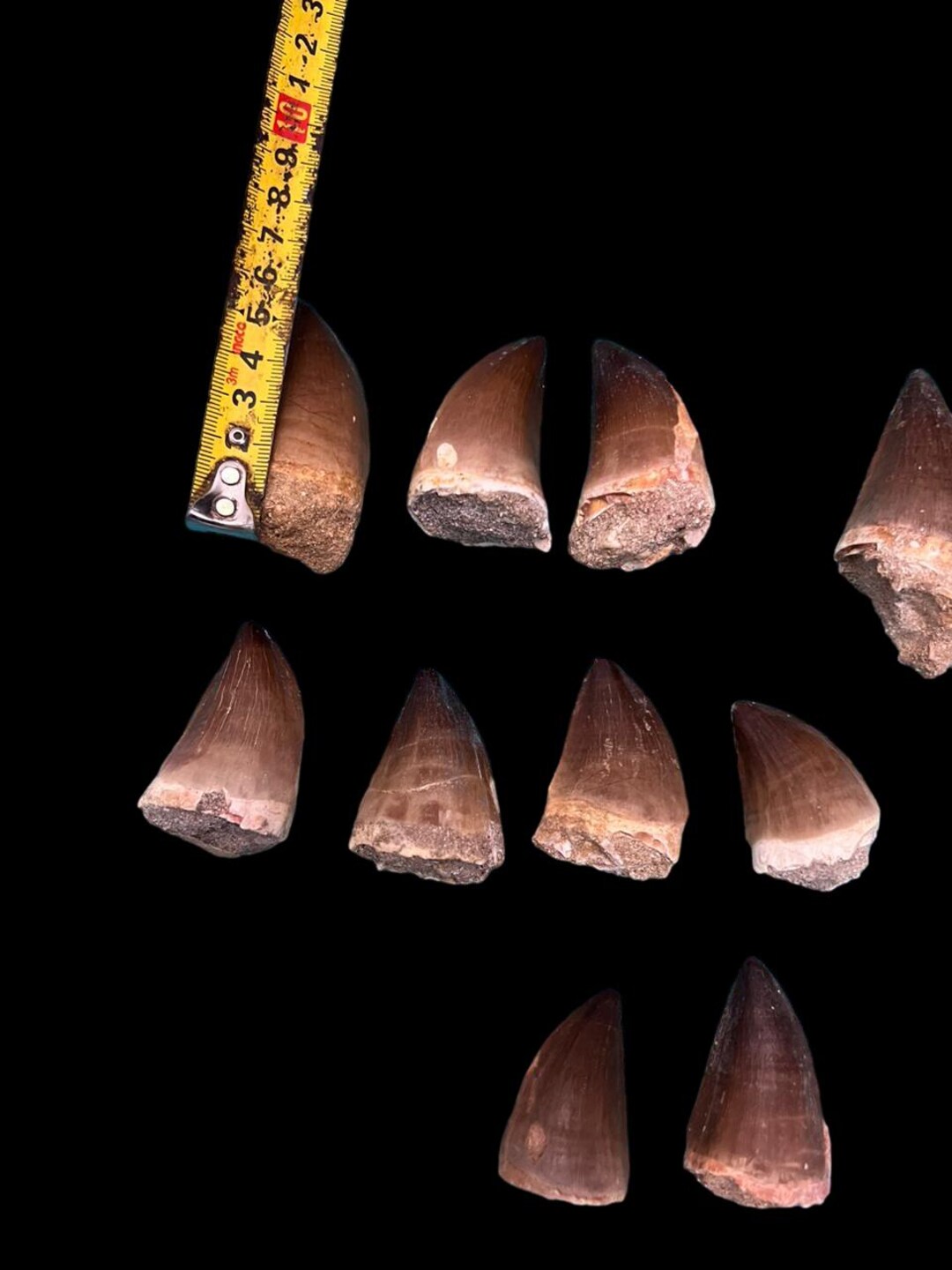 Alot of Top QUALITY Mosasaurus Beaugei Tooth - Etsy