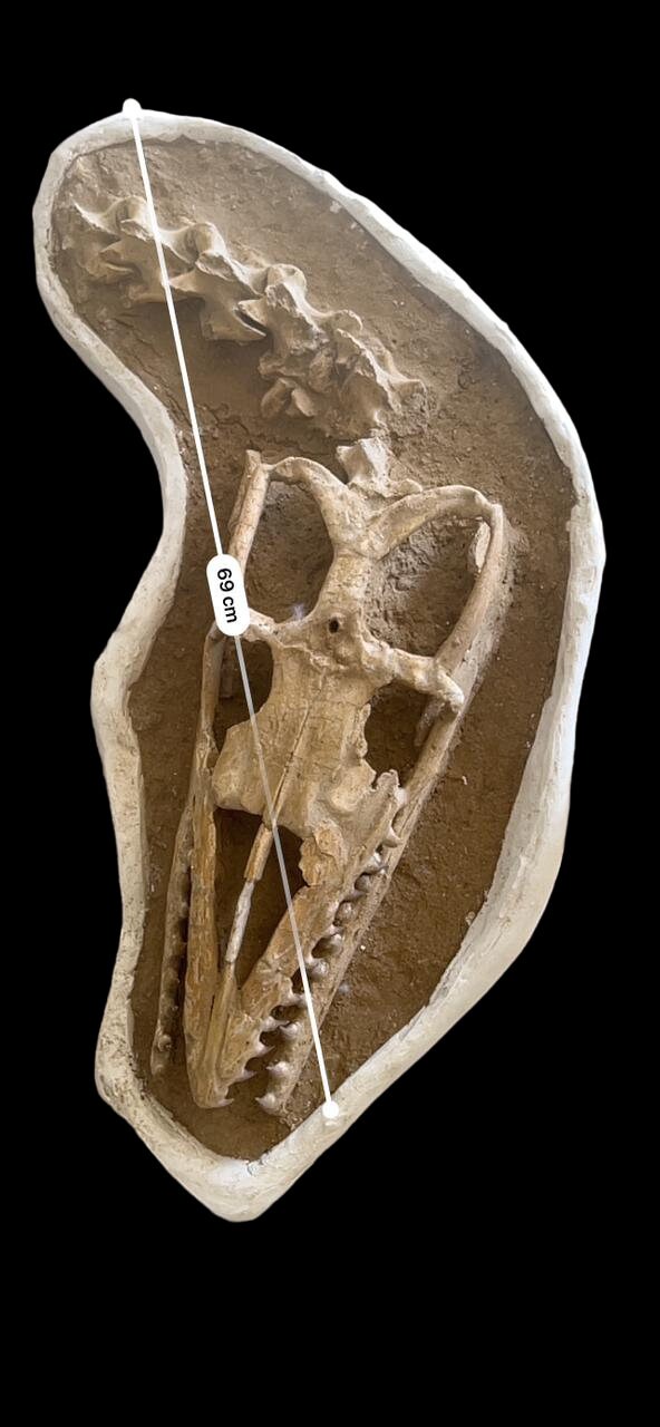 Very Rare Prehistoric Skull Mosasaur Original Skull Reptile Skull - Etsy