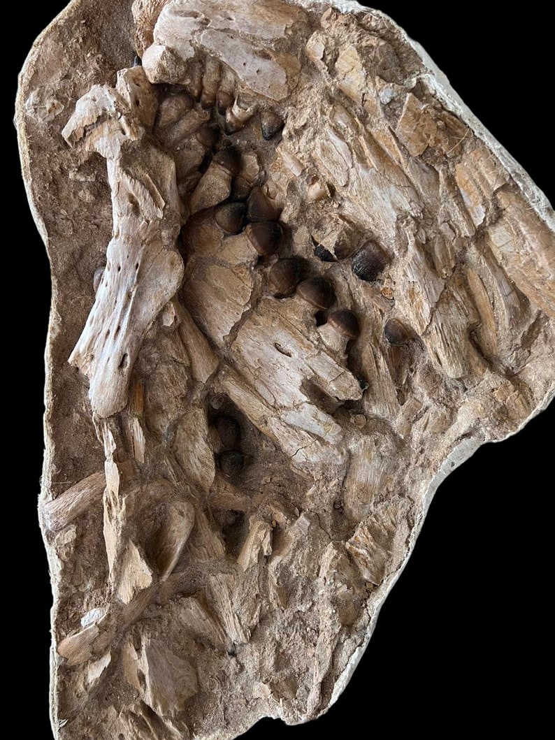 Very Rare Disarticulated Mosasaur Jaw With More Than 21 Teeth - Etsy