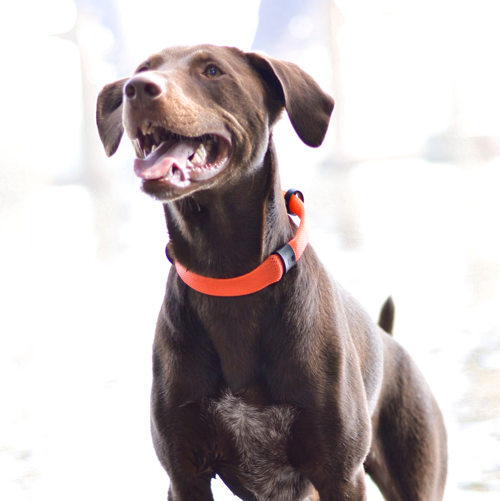 Collarless Fixed Loop Dog Collar M-XL Orange - Etsy