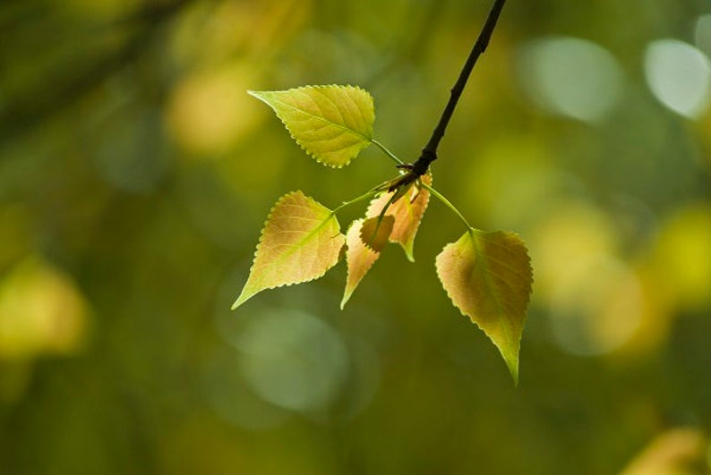 Poplar Branch With Young Leaves Tender Spring Leaves Poplar Branch ...
