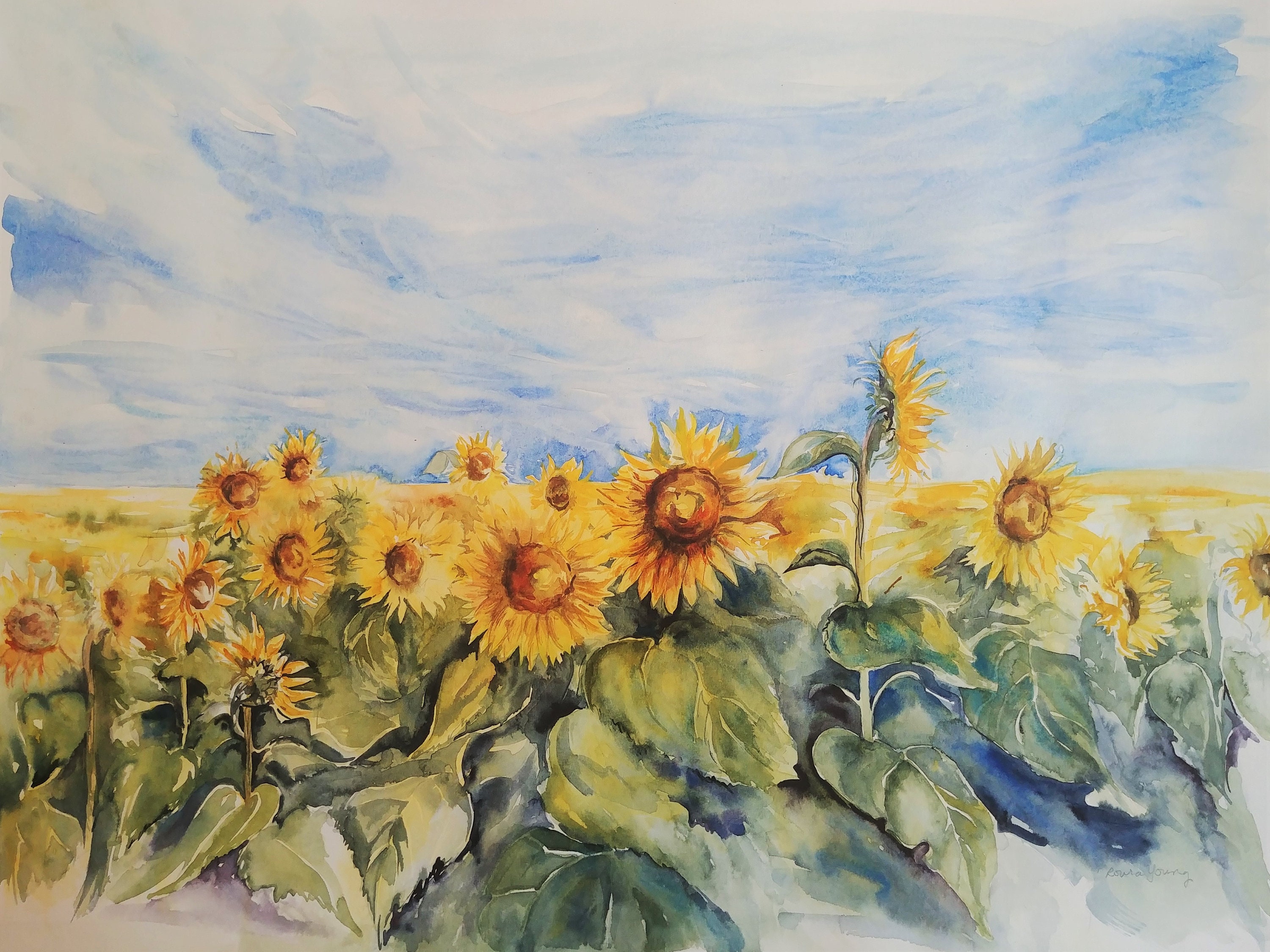 Kansas Sunflowers - Sunflower Field in Bloom - Yellow Sunflowers ...