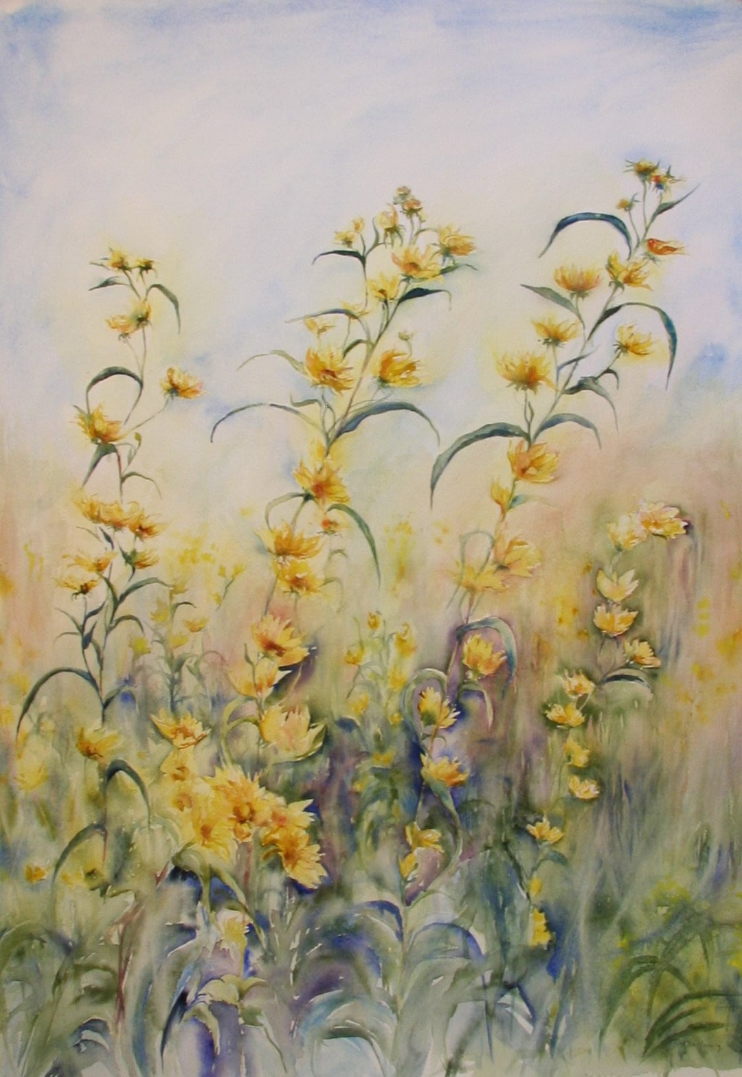 Wildflowers of the Tall Grass Prairie - Flint Hills Kansas Sunflowers ...