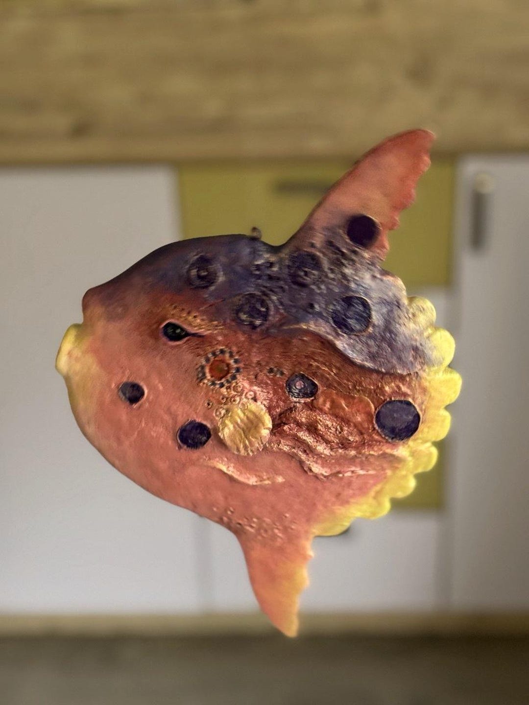Sunfish Moon Fish Mola Mola Amazing and Very Strange Fish - Etsy