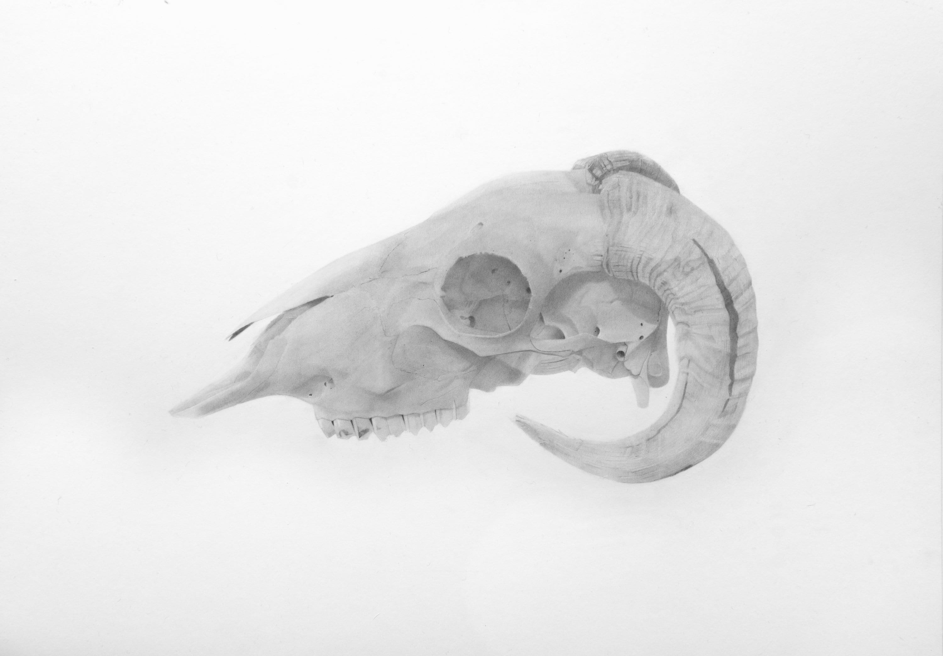 Lamb Skull Drawing. Graphite Drawing. Life Drawing. - Etsy
