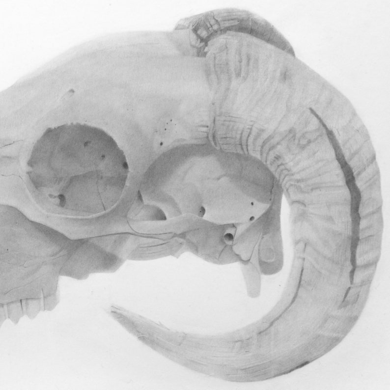 Lamb Skull Drawing. Graphite Drawing. Life Drawing. - Etsy