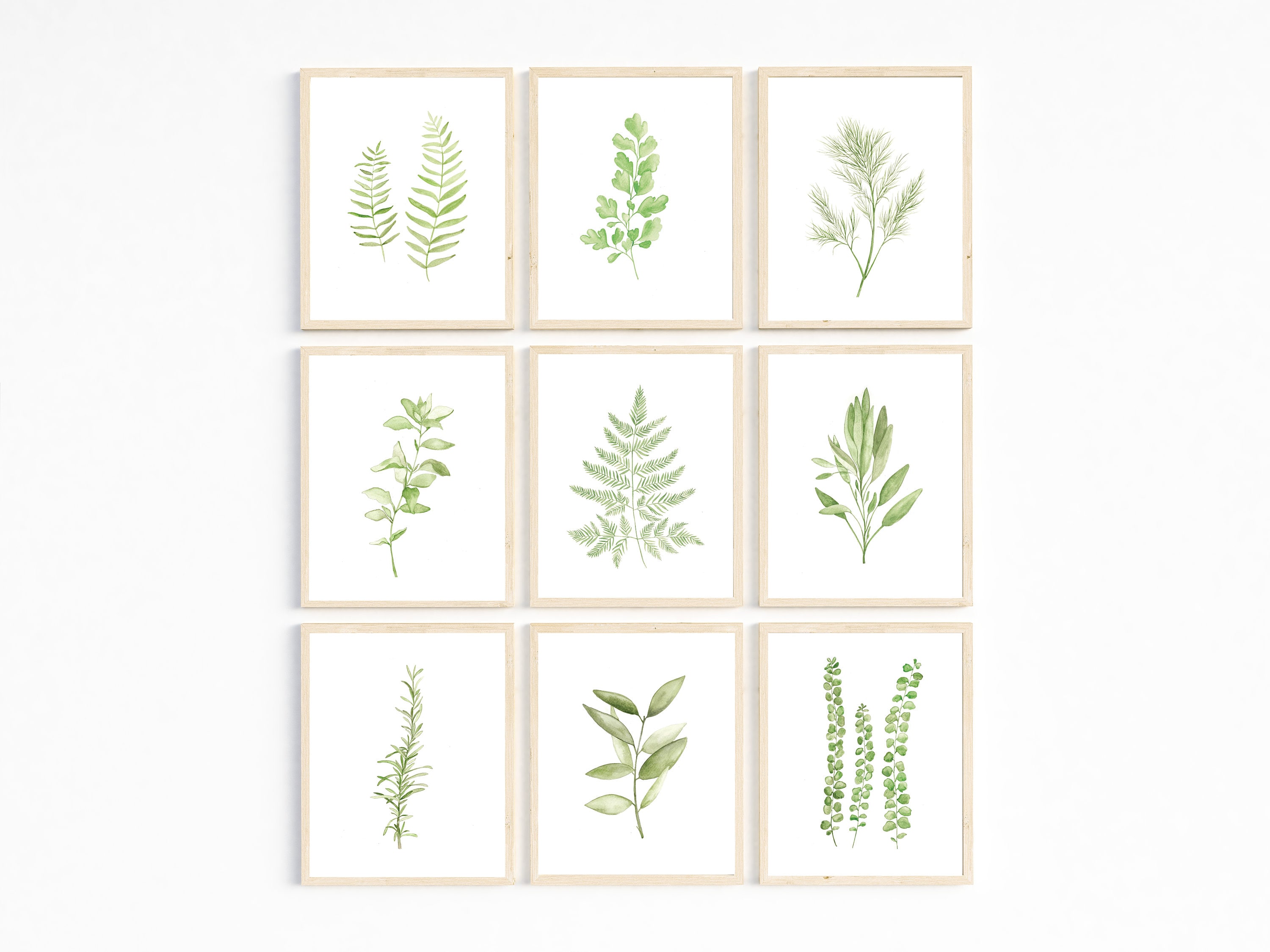 Cilantro Herb Watercolor Print | Watercolor Cilantro Painting ...