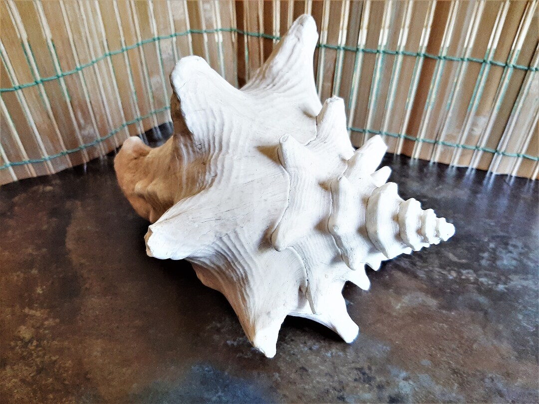 Large Marine Caribbean Ocean Seashell Decor, Queen Conch Beach Shell ...