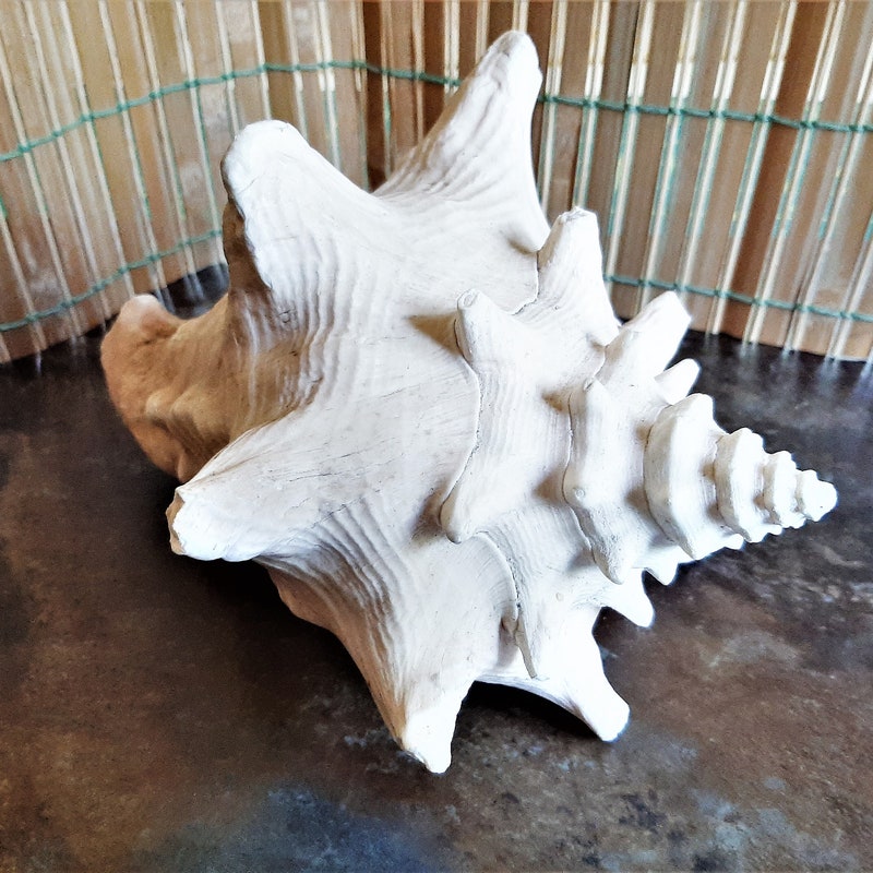 Large Shell - Etsy
