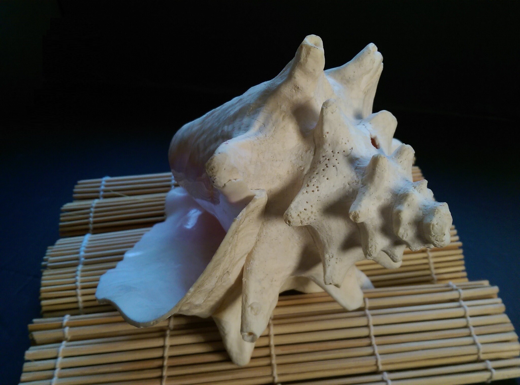 Queen Conch Beach Shell Large Marine Caribbean Ocean Seashell - Etsy