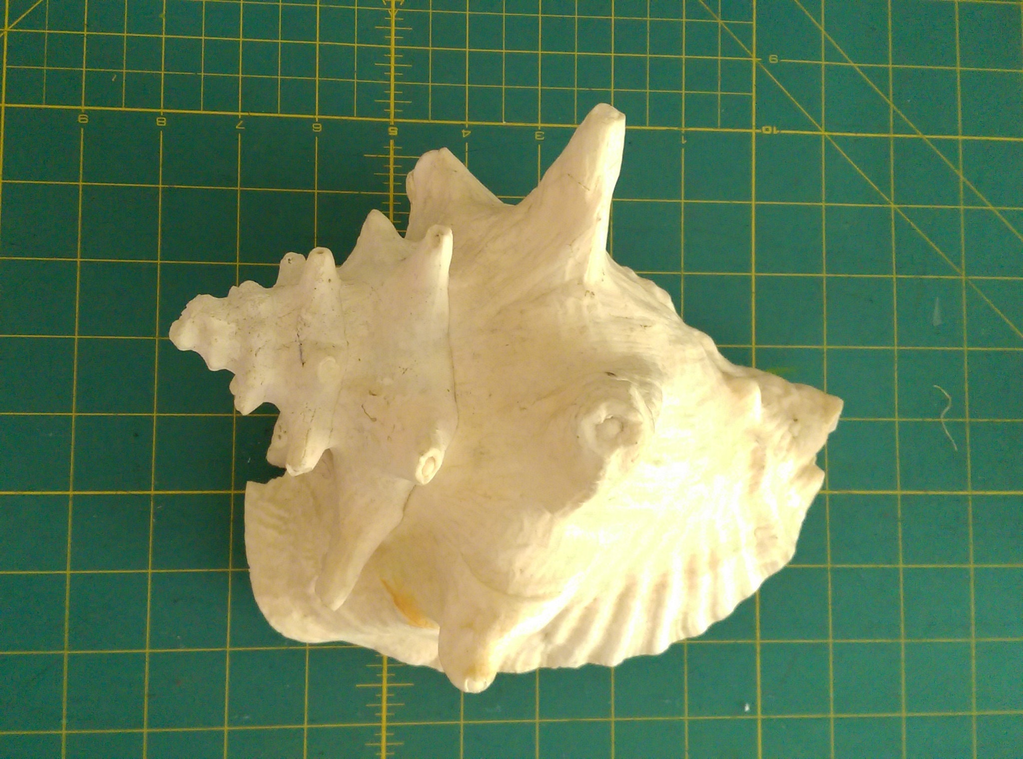 Queen Conch Beach Shell Large Marine Caribbean Ocean Seashell - Etsy