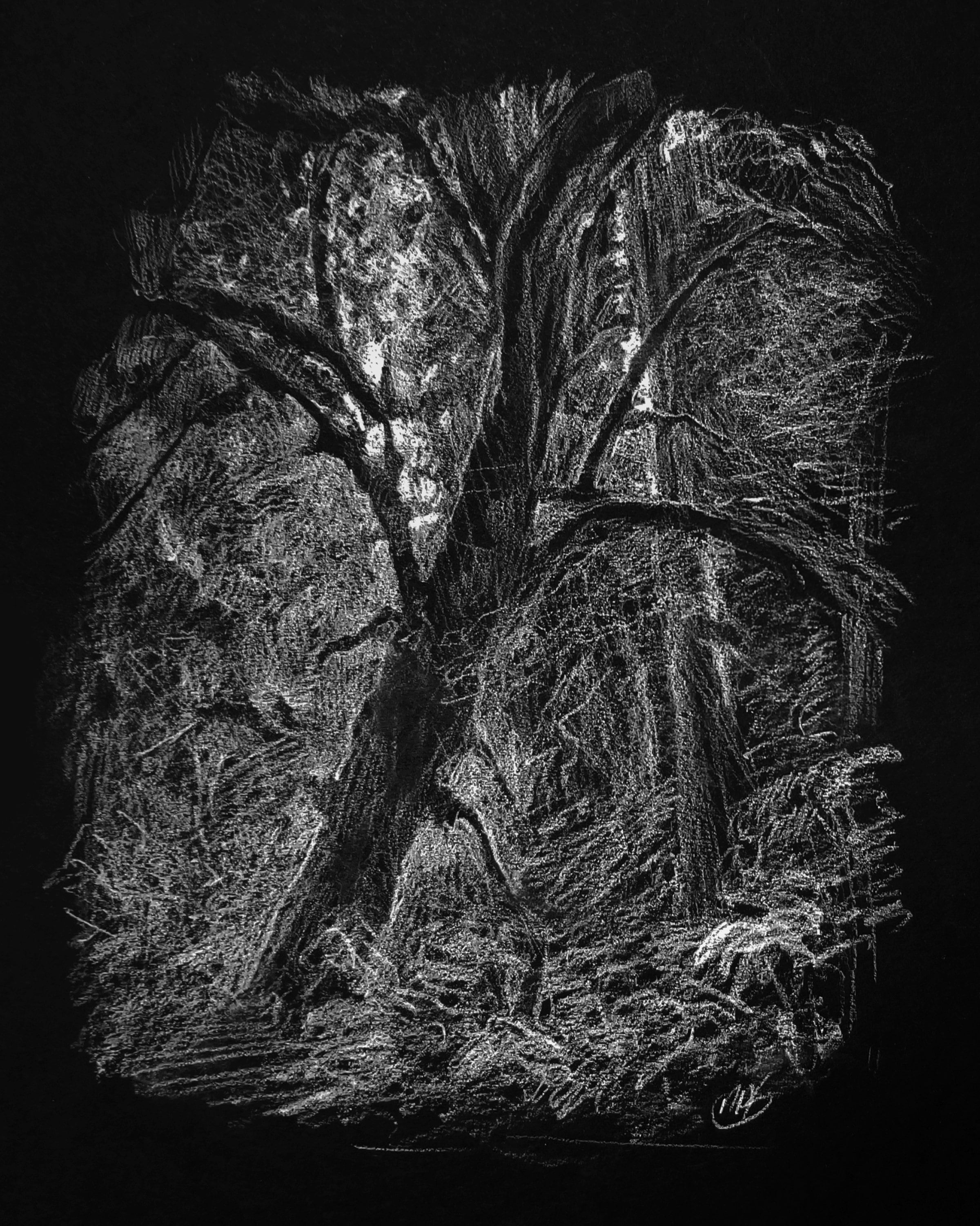 Black/white Tree Art Print - Pencil Drawing - "spotlight" 8x10 Inches ...