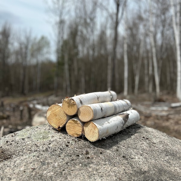 Birch Logs - Etsy
