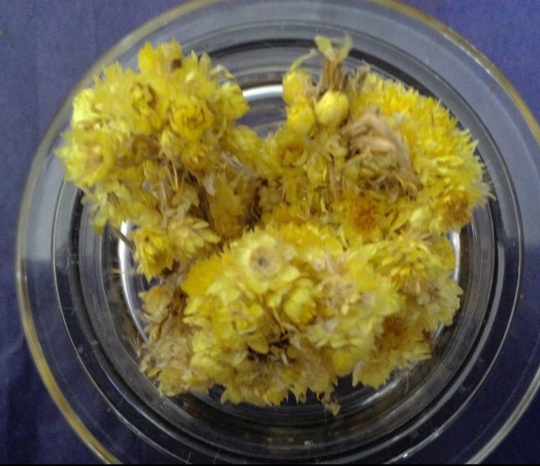 Organic Life Everlasting Flower helichrysum Stoechas - Etsy