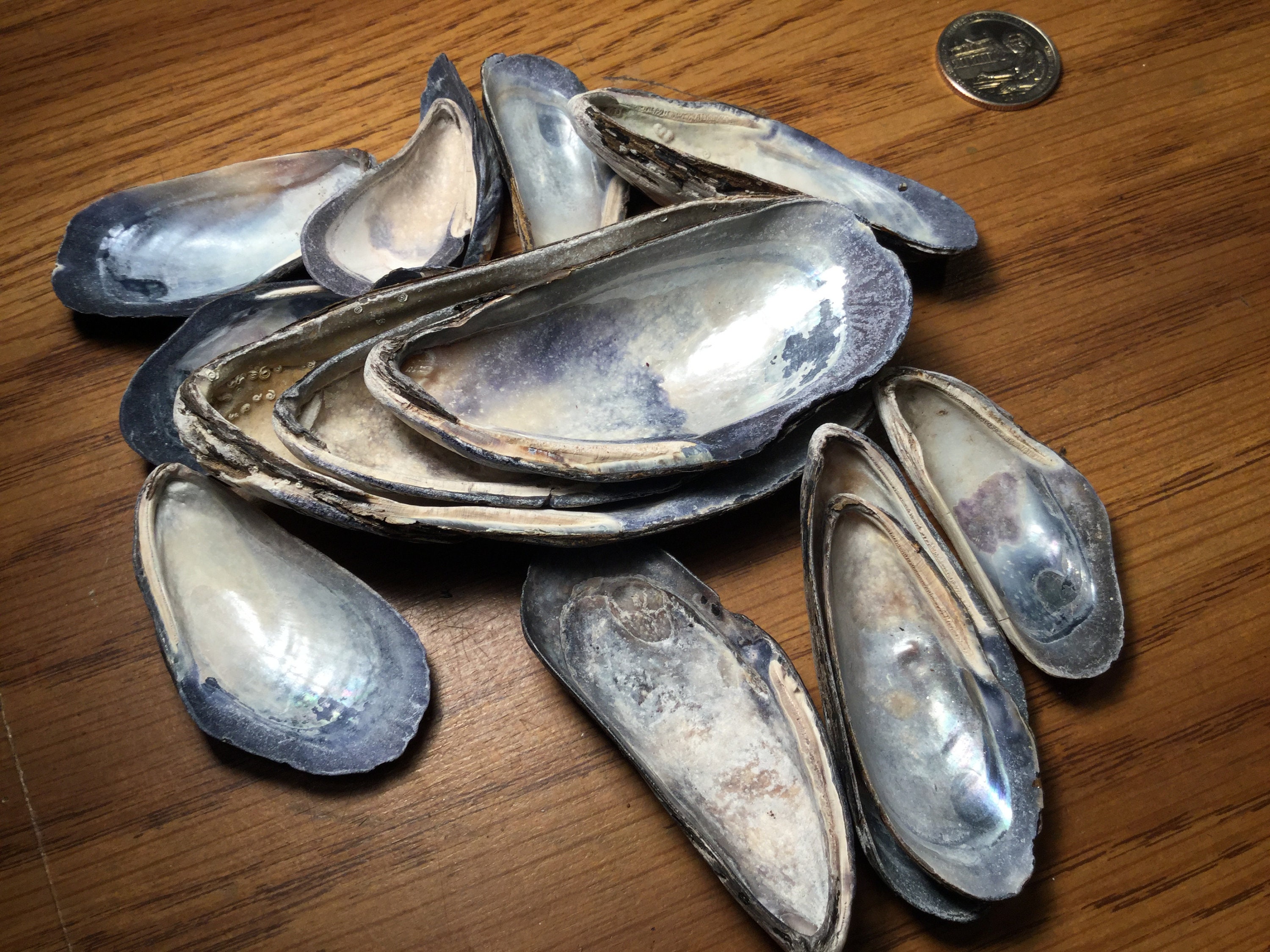 15x Mussel Shell MixBeautiful Beach collected Mussel shells | Etsy