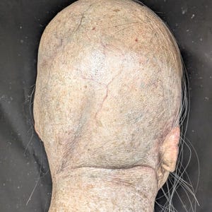 SMIRK Latex Horror Display Head *not Wearable* Halloween Mutant Not ...