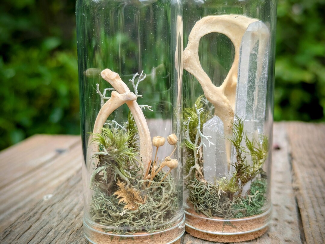 Bones and Nature Glass Cork Dome | Crystal Vials | Oddity Bone Vial - Etsy