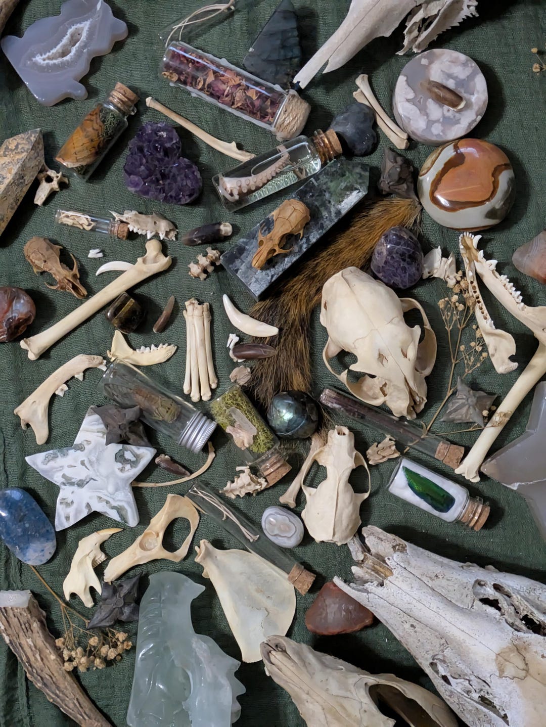 Bones and Things Oddity Mystery Box | Scavenger Box | Witch Decor ...