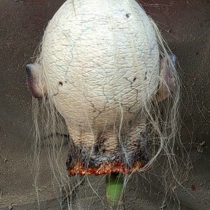 Rotted Vampire Latex Halloween Display Head *not Wearable* Jason ...