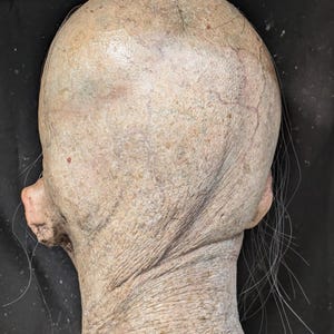 SMIRK Latex Horror Display Head *not Wearable* Halloween Mutant Not ...