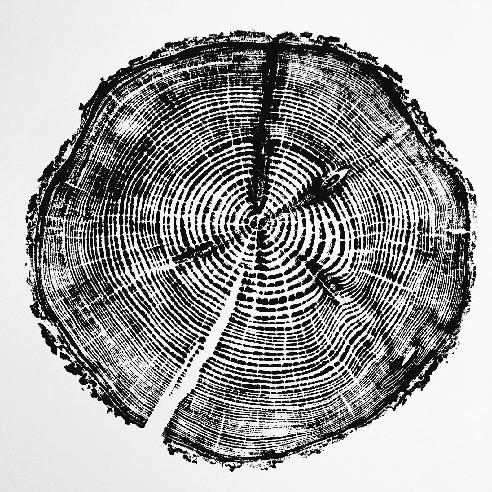 Spruce, Handprinted Art Print, Woodcut Print, Tree Stump, Tree Rings ...