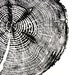 Spruce, Handprinted Art Print, Woodcut Print, Tree Stump, Tree Rings ...