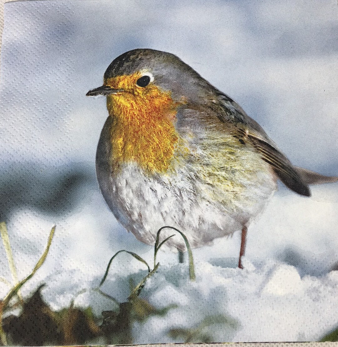 5 Paper Party Napkins Robin & Squirrel Pack of 5 3 Ply Serviettes FREE ...