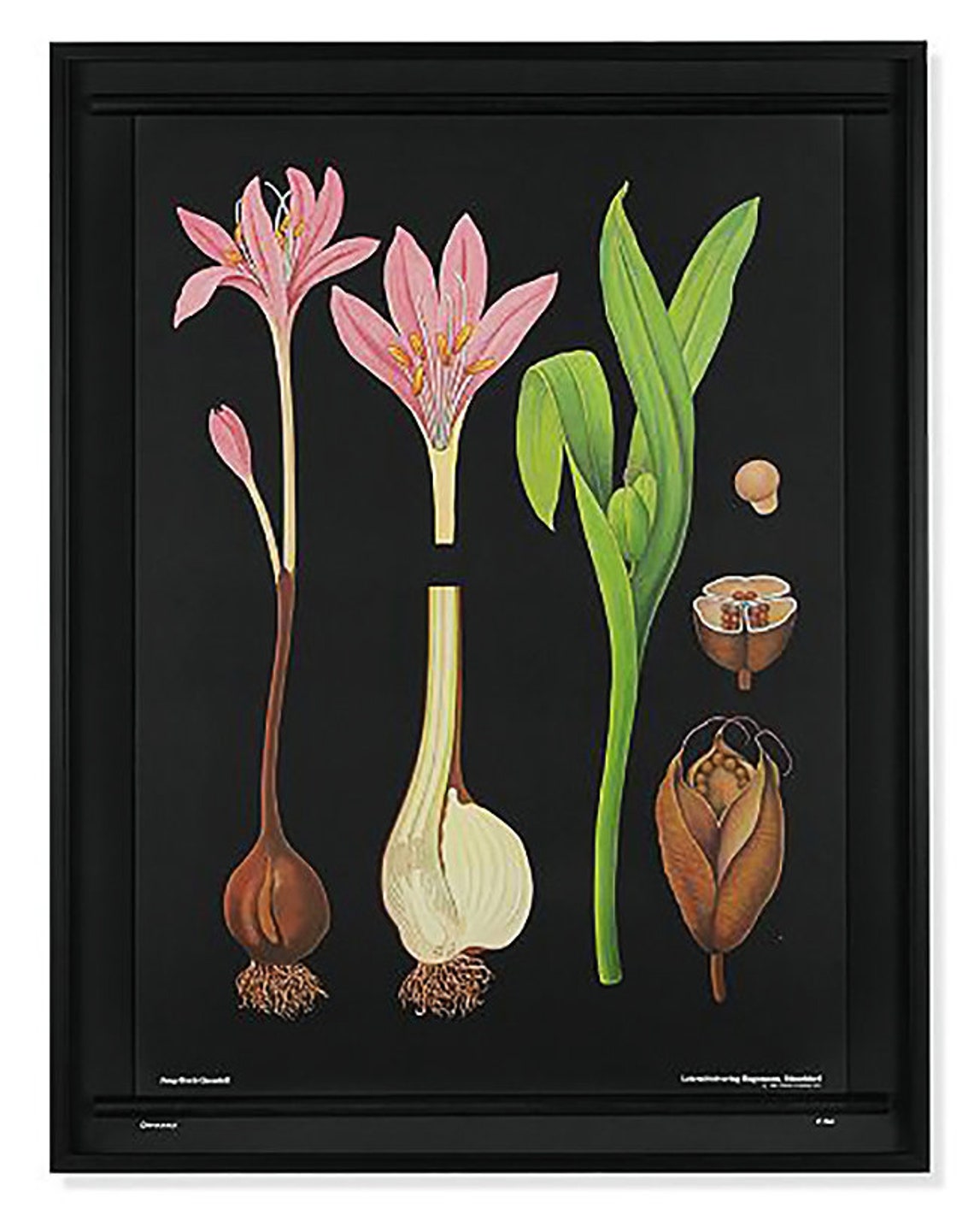 Vintage Educational Pull Down Botanical Wall Chart School - Etsy