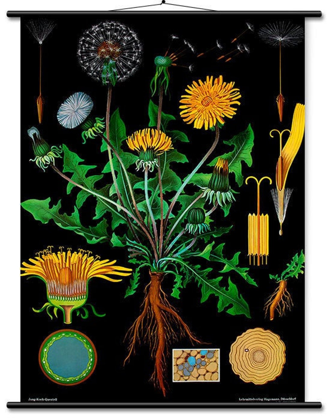 Vintage Educational Pull Down Botanical Wall Chart School - Etsy