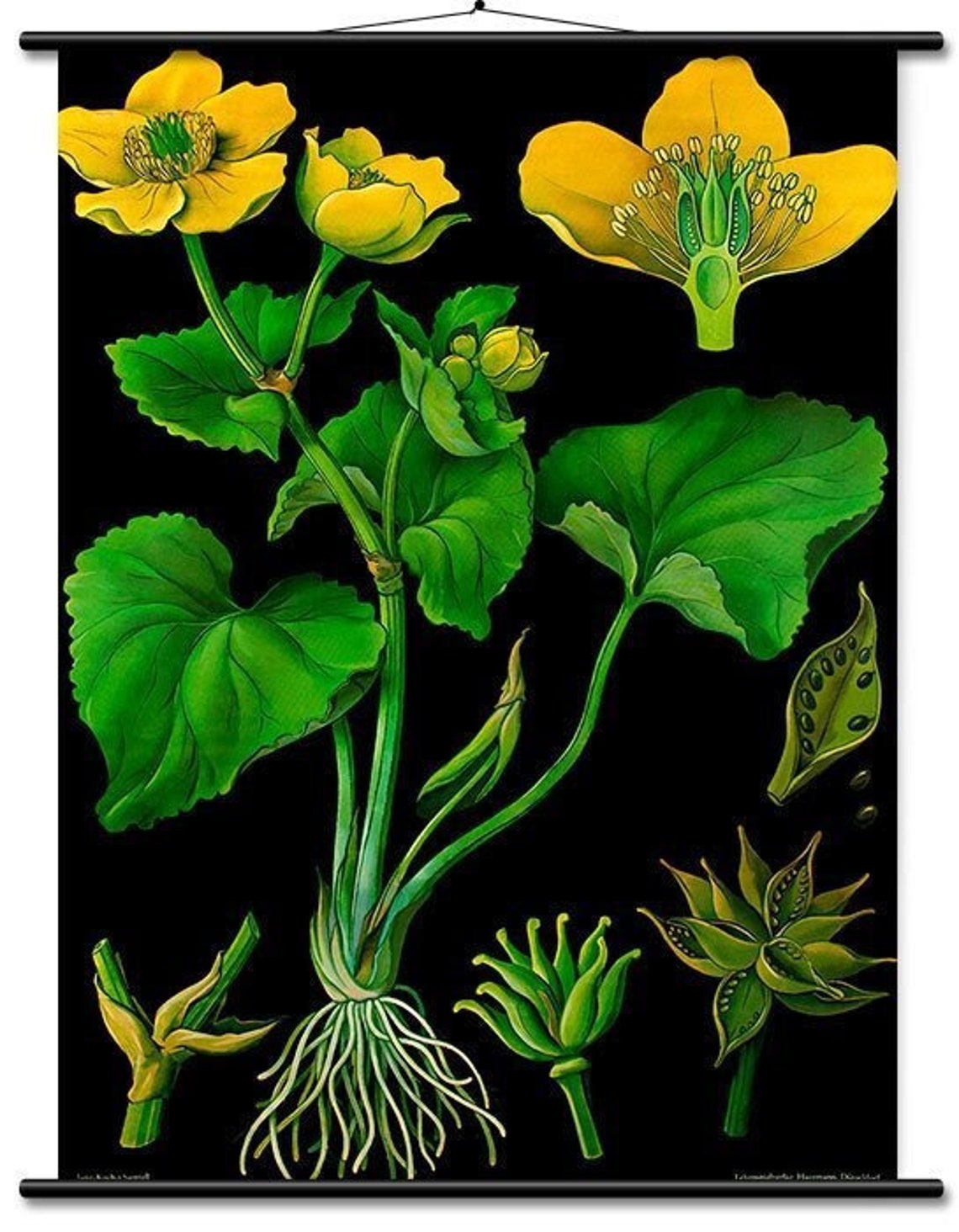 Vintage Educational Pull Down Botanical Wall Chart School - Etsy