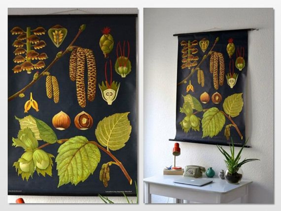 Vintage Educational Pull Down Botanical Wall Chart School | Etsy