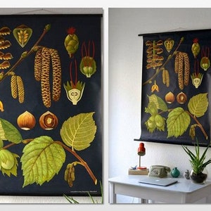 Vintage Educational Pull Down Botanical Wall Chart School - Etsy