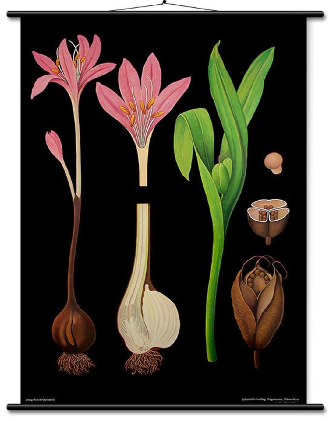 Vintage Educational Pull Down Botanical Wall Chart School - Etsy