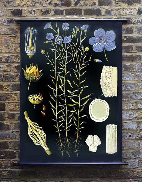 Vintage Educational Pull Down Botanical Wall Chart School - Etsy
