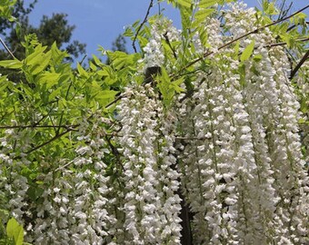 Wisteria tree | Etsy