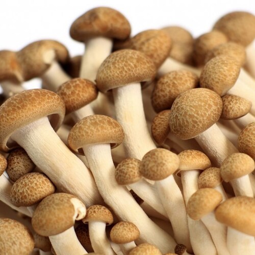 Home & Hobby Floral & Garden Crafts Nameko live culture on agar ...