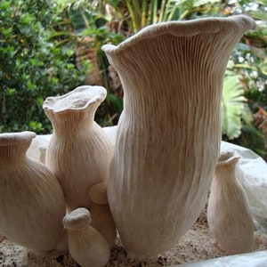 Pleurotus Nebrodensis Live Culture on Agar - Etsy