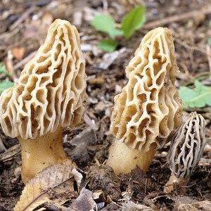 Blushing Morel Mushroom (morchella Rufobrunnea) Live Culture on Agar - Etsy