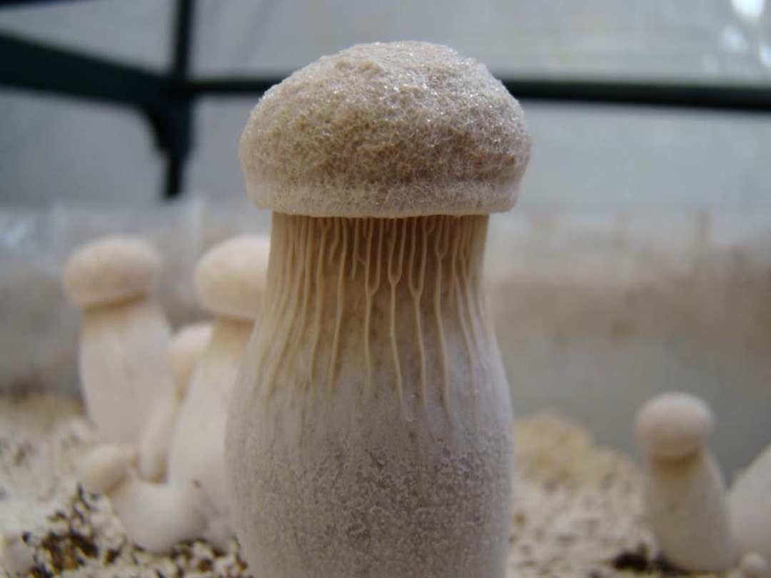 Pleurotus Nebrodensis Live Culture on Agar - Etsy