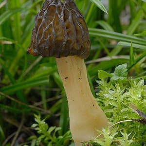 Half-free Morel Mushroom (mitrophora Semilibera / Morchella Semilibera ...
